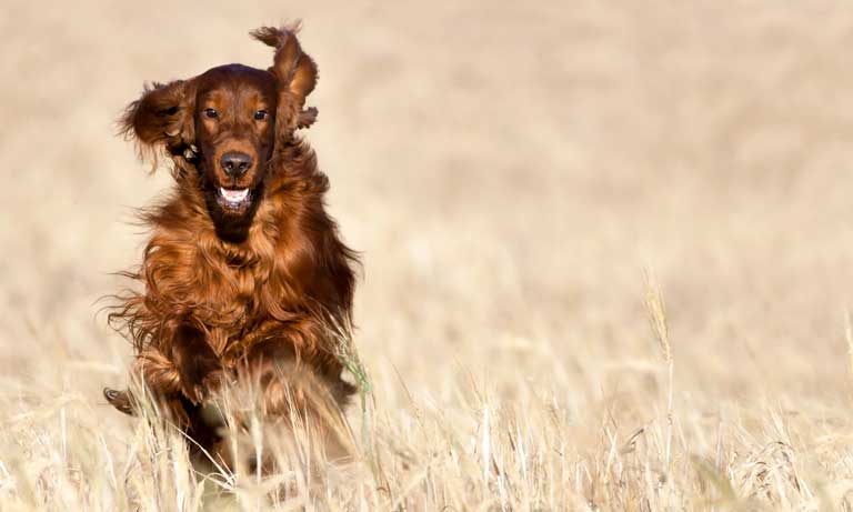 Looking for standard poodle breeders in new England area | Dog Forum