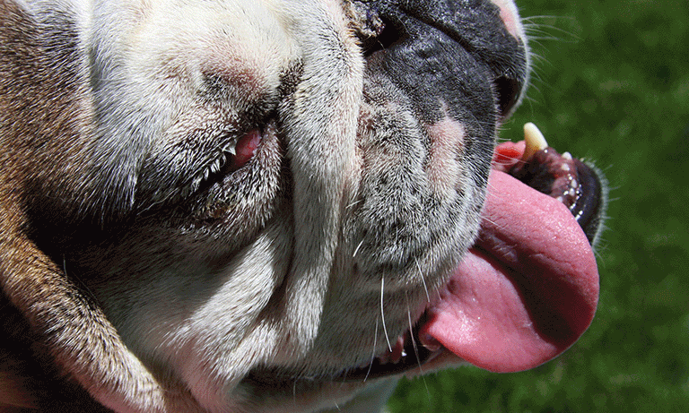 Vets respond to ‘shocking’ new study findings on English bulldog health ...