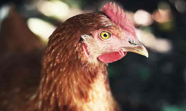 Guidance for registration of kept birds