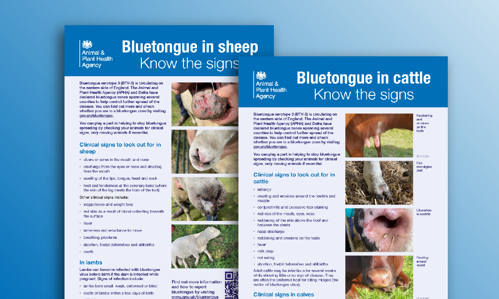Bluetongue virus: signs to look out for