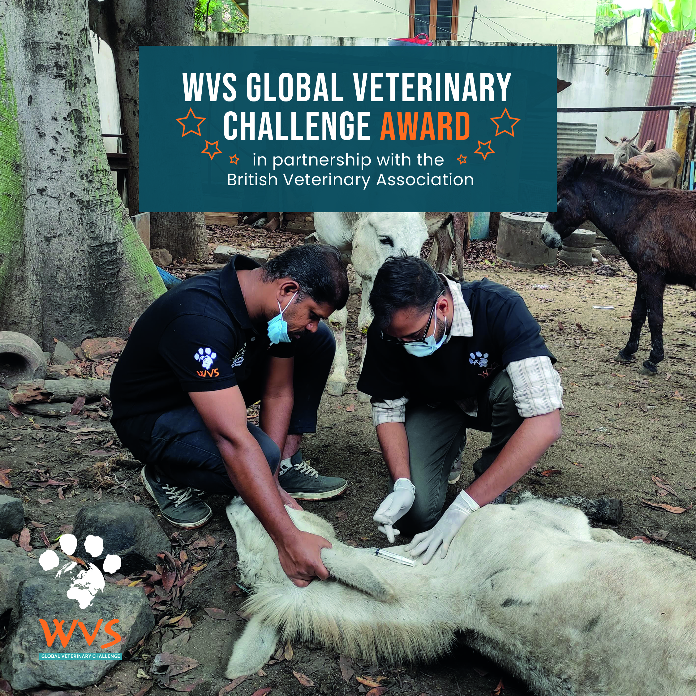 New £100k Global Veterinary Challenge Award for students | British ...